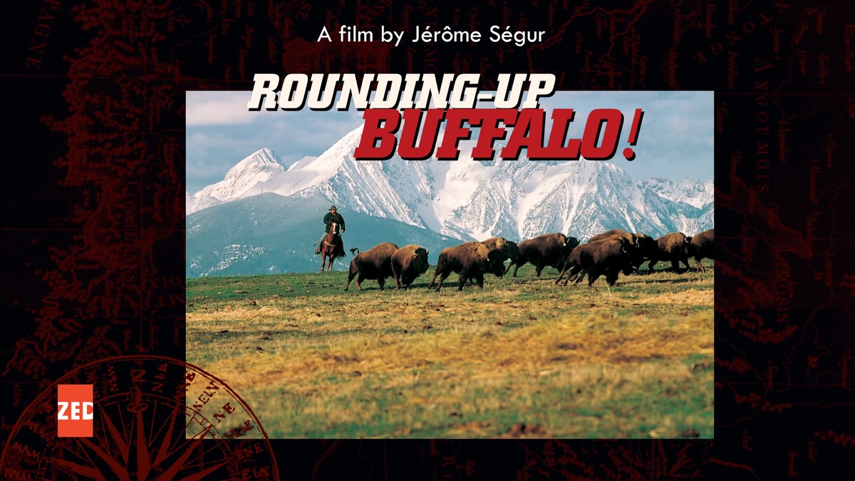 ‏Rounding Up Buffalo - Apple TV
