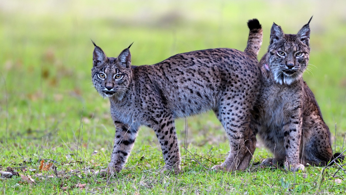 Dehesa: Forest Of The Iberian Lynx - Apple TV