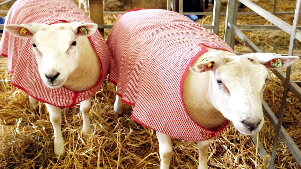 ‎College Challenge - The Farmers' Country Showdown (Series 1, Episode ...