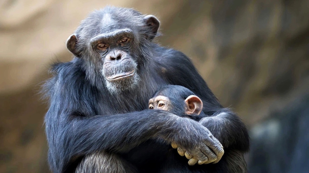 Chimpanzee - Dynasties (Season 1, Episode 1) - Apple TV