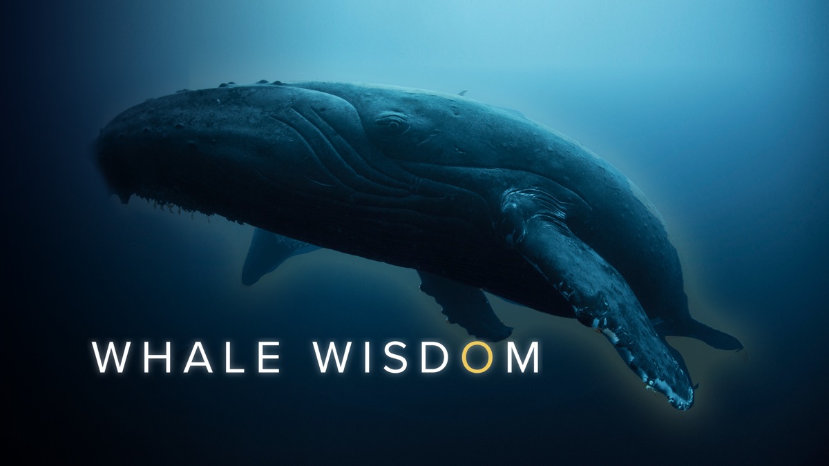‎Whale Wisdom - Apple TV