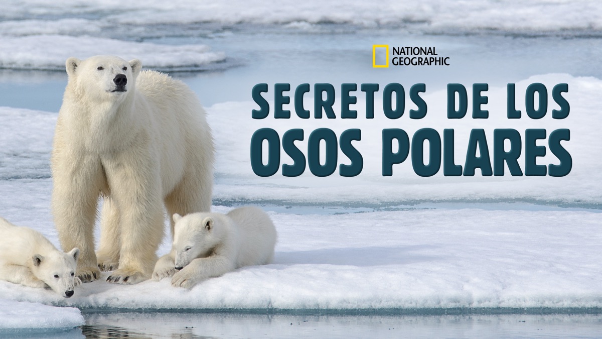 ‎Secretos de los osos polares - Apple TV