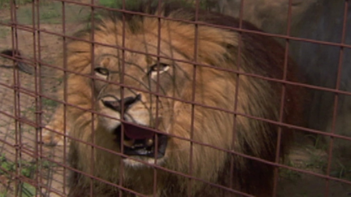 Lion Attacks Zookeeper - Untamed & Uncut (Series 1, Episode 6) - Apple TV (UK)