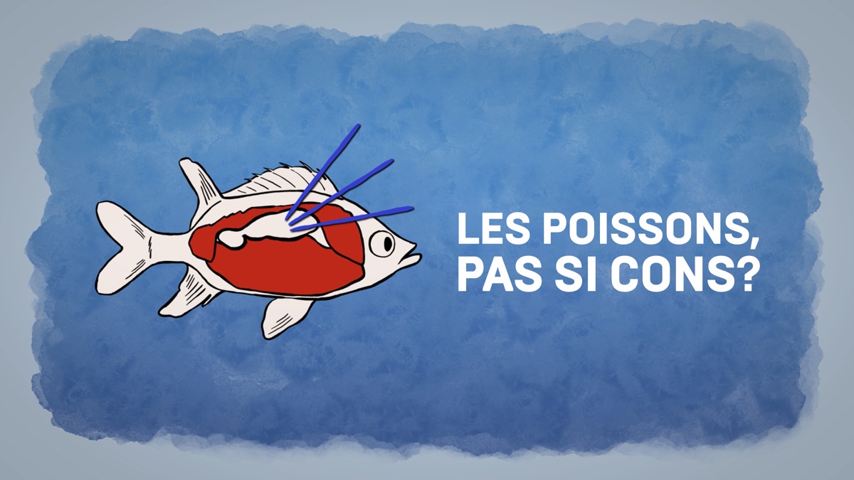 Les poissons, pas si cons? - Apple TV (CA)