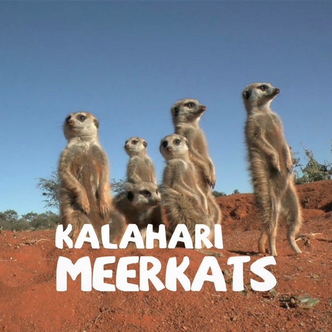 Kalahari Meerkats - Apple TV