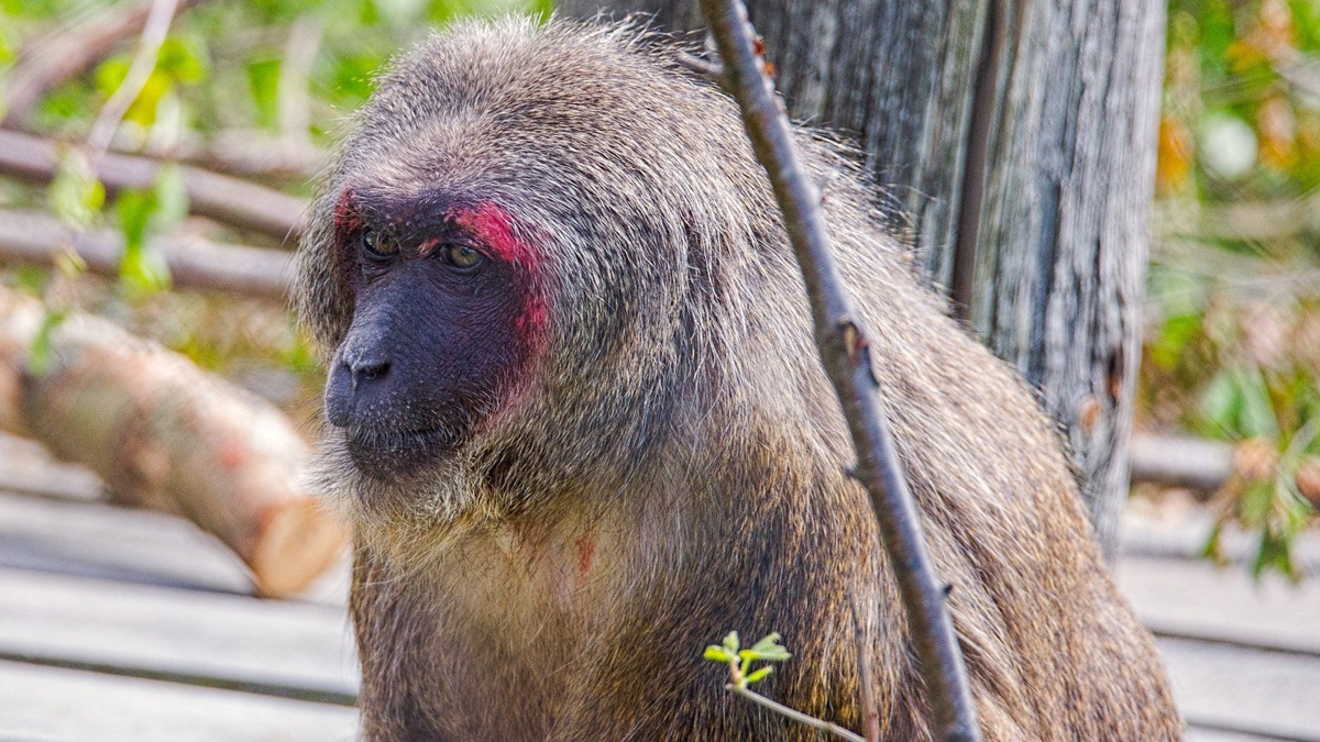 Episode 4 - Monkey Life (Season 8, Episode 4) - Apple TV