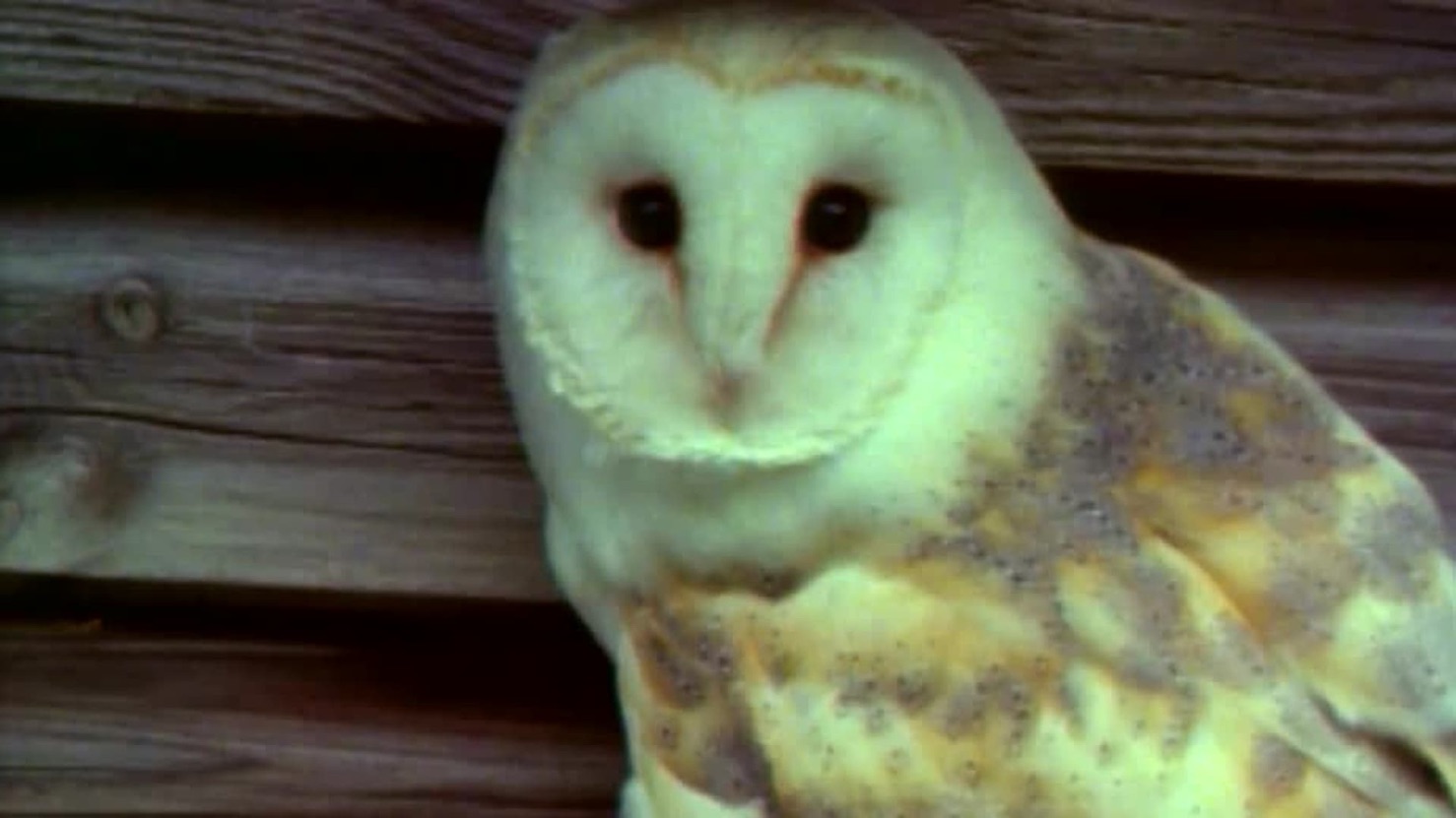 Baby Einstein Classics | Apple TV