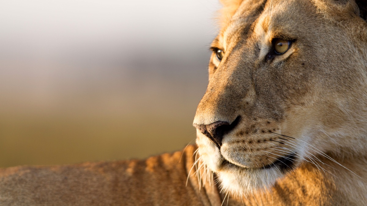 Lion: The Rise and Fall of the Marsh Pride - Apple TV