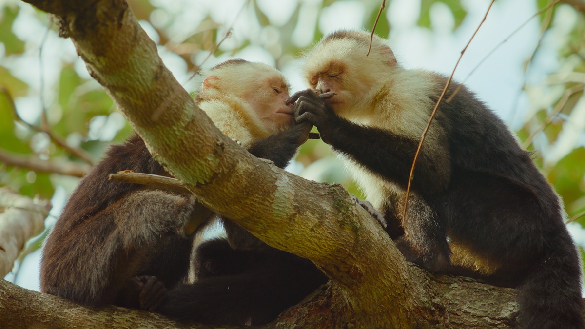 Watch Making Friends - The Secret Lives of Animals (Series 1, Episode 7 ...