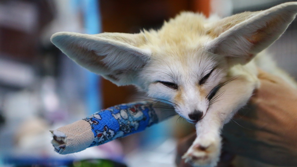 ‎Monkey See, Monkey Boo-Boo - Exotic Animal ER (Series 7, Episode 1 ...