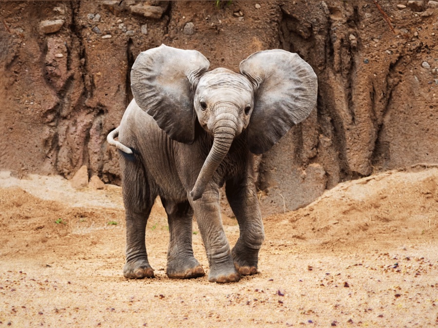 Baby Animals - Apple TV (ES)