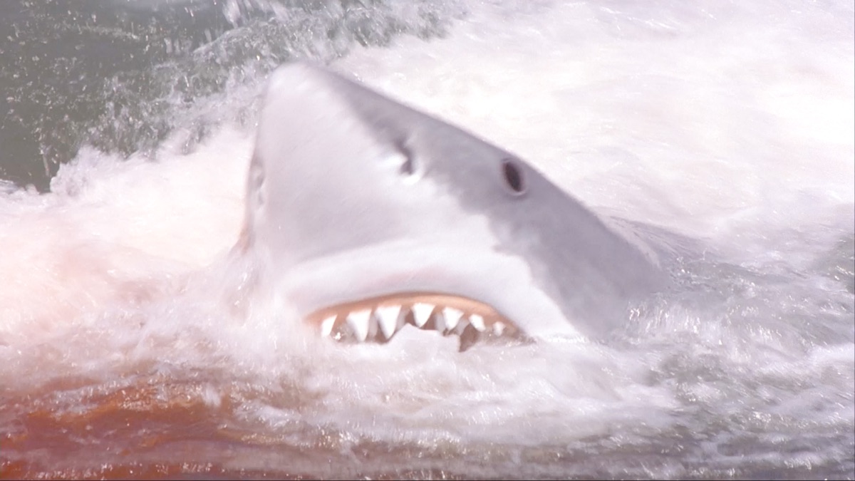 Shark Attack 2 - Shark Attack 2 (Season 1, Episode 1) - Apple TV