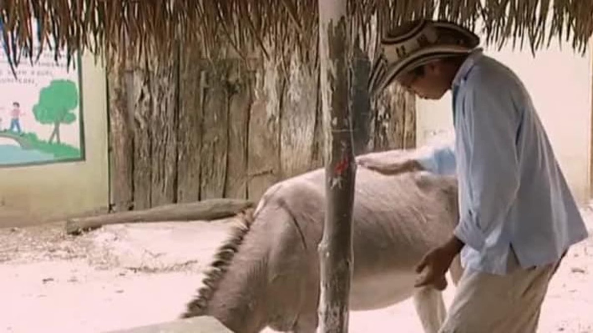 Biblioburro: The Donkey Library - Apple TV