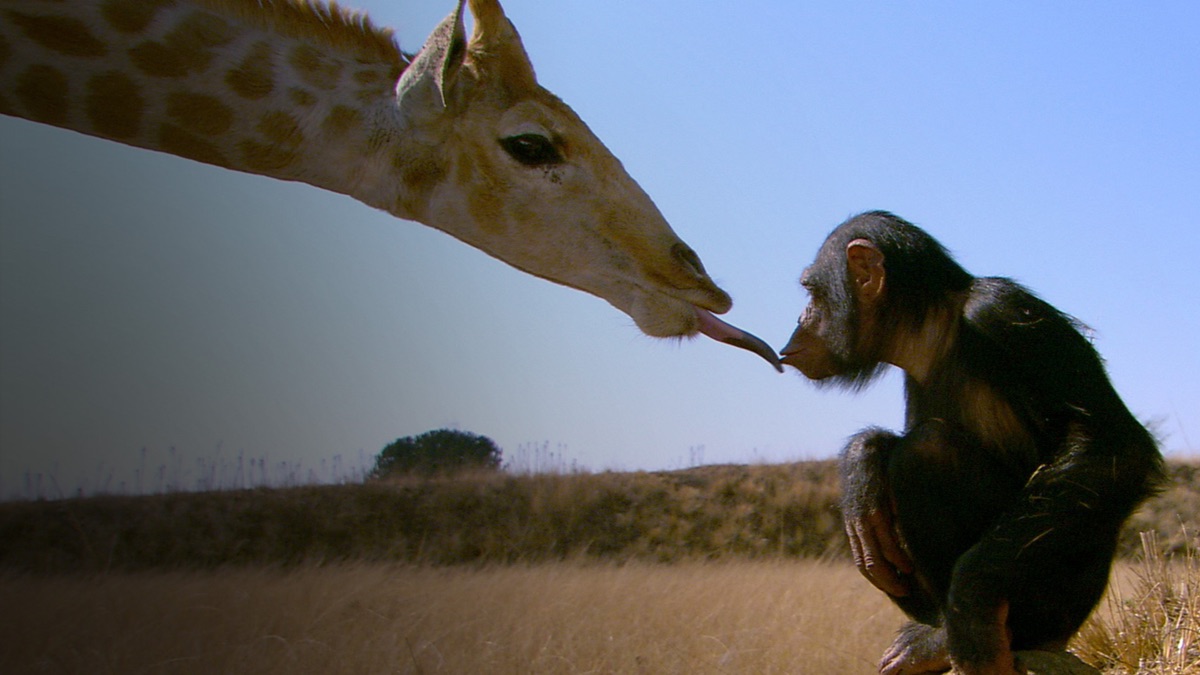 Elephant Tales - Apple TV