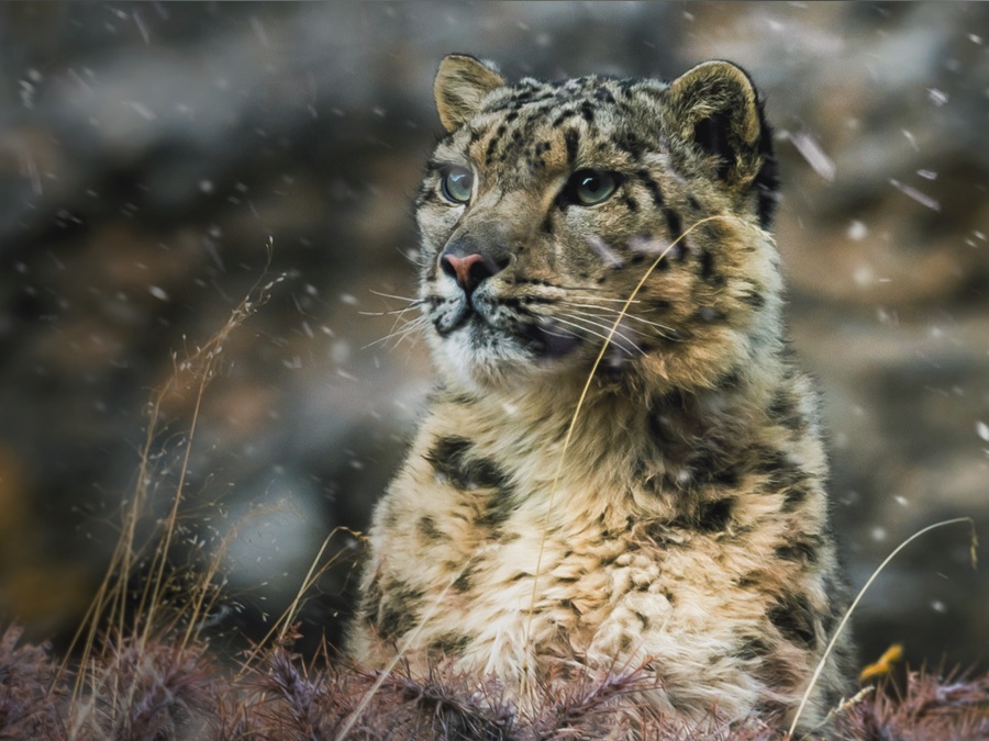 The Frozen Kingdom of the Snow Leopard | Apple TV (EE)