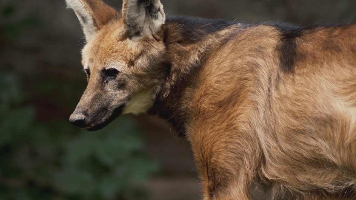 Wild Dogs - Apple TV