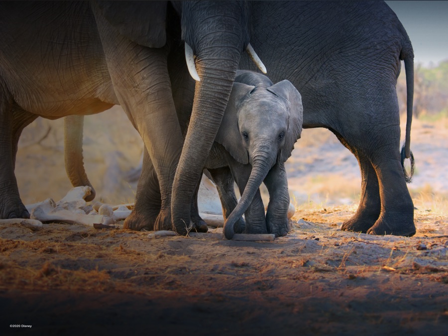 Elefante - Apple TV (MX)