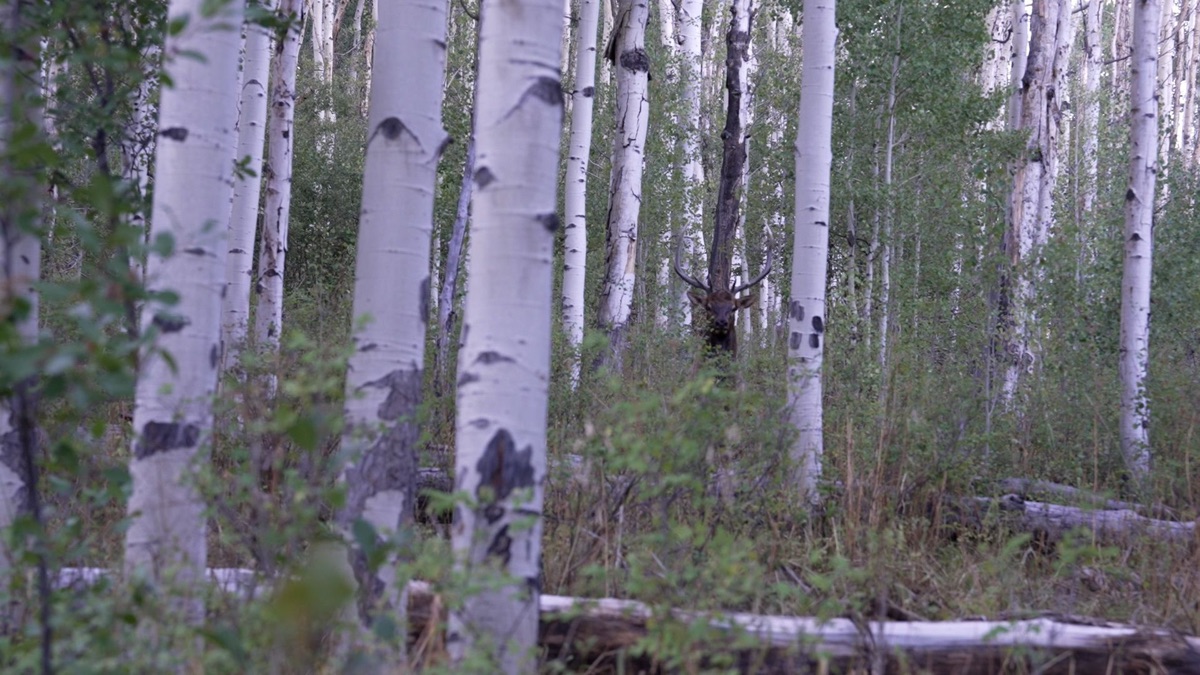 ‎Colorado Mountains, Bugles, Big Bulls - Will Jackie Connect? – JUST ...