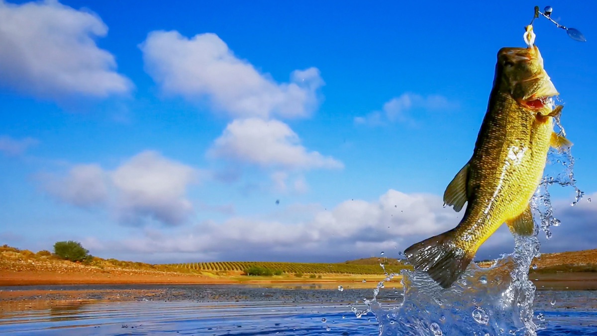 The Elite Fishing League - Apple TV