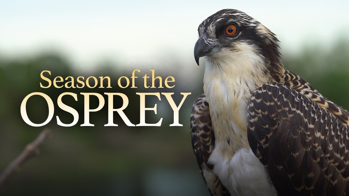 ‎Season of the Osprey - Apple TV