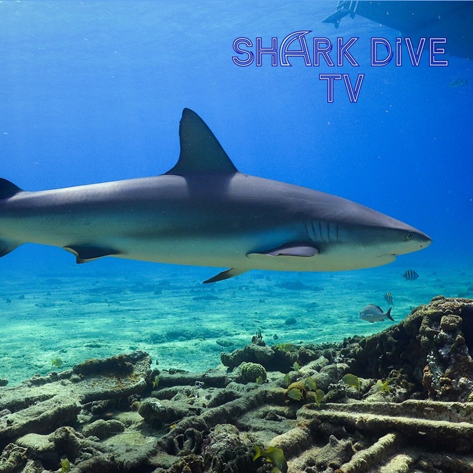 Shark Dive TV - Apple TV