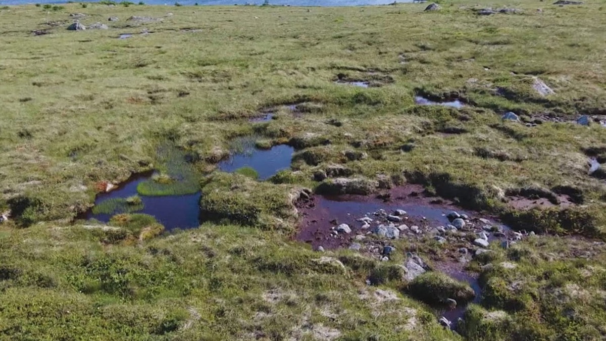 ‎Newfoundland: 2022 – WildFed (Season 2, Episode 4) - Apple TV (CA)