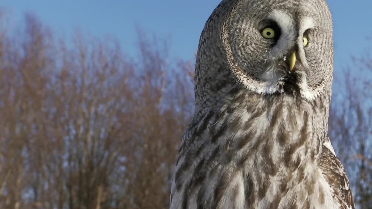 Winter Wonderland - Apple TV