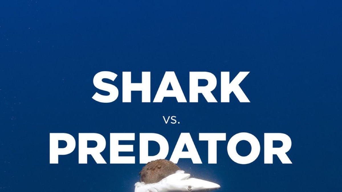 ‎Shark Vs Predator - Apple TV