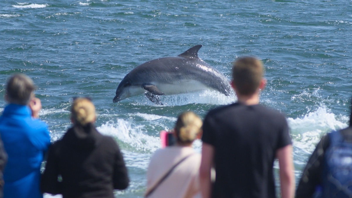 Ocean Survivors - Whale with Steve Backshall (Series 1, Episode 4 ...