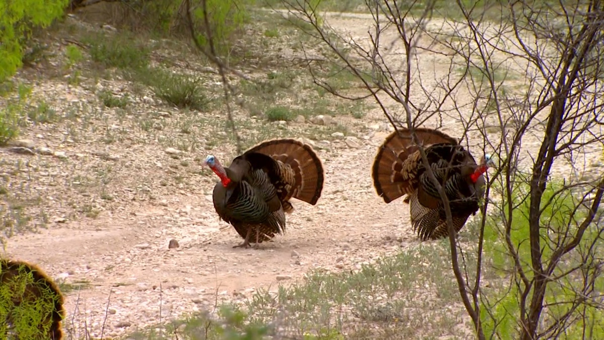 ‎Team Primos Hunts Turkeys in Texas -- 2013 – Primos Truth About ...