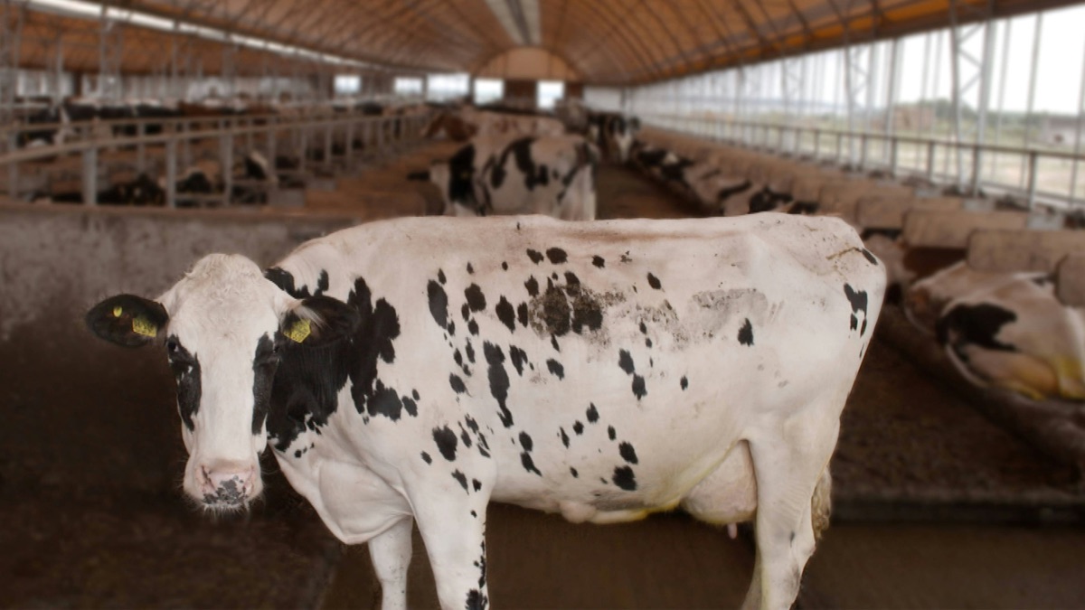 Milk: Facts, Figures & Beliefs - Apple TV (UK)