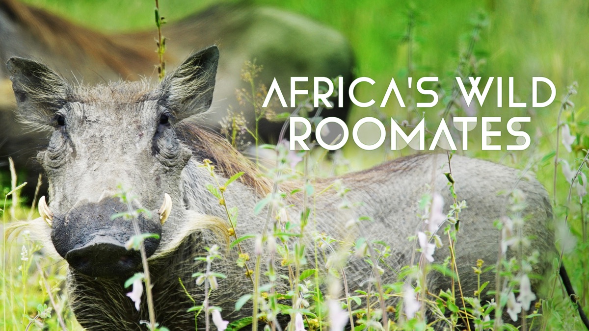Africa's Wild Roomates: How Animals Share Bed and Board - Apple TV (UK)