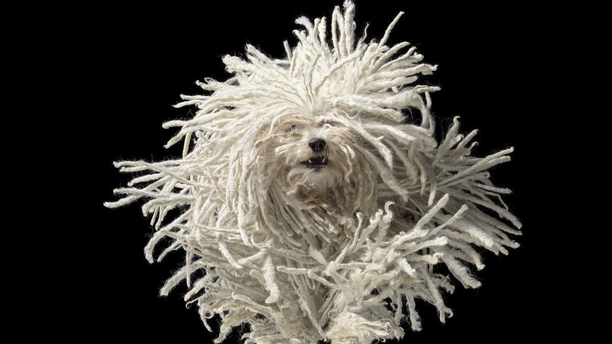 Photogenic Creatures - Apple TV (UK)