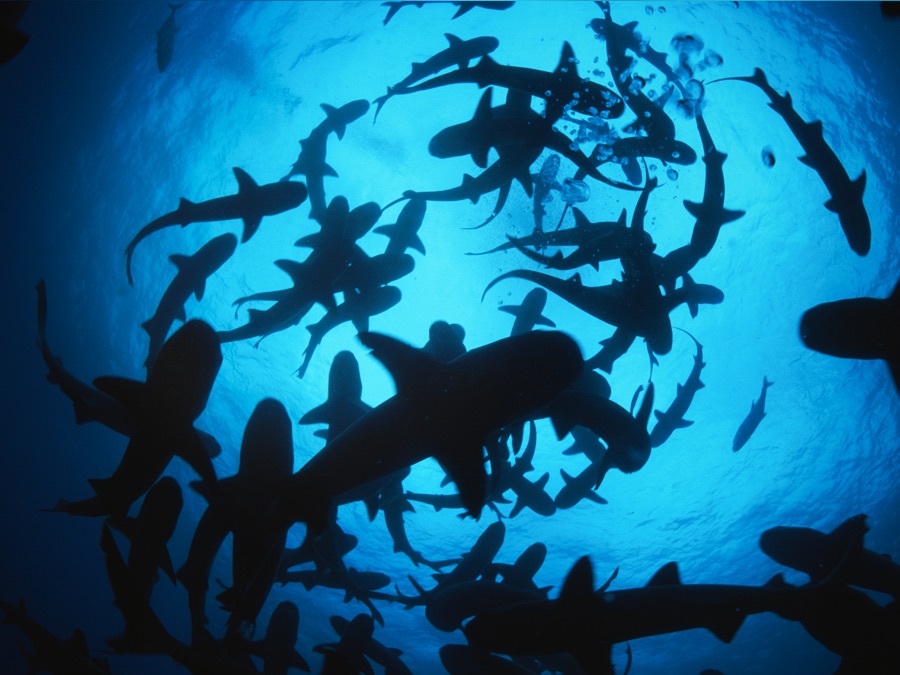 Un nuevo espectáculo en el mar - Apple TV