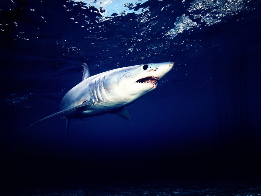 Tubarão-mako: O Predador dos Oceanos - Apple TV (BR)