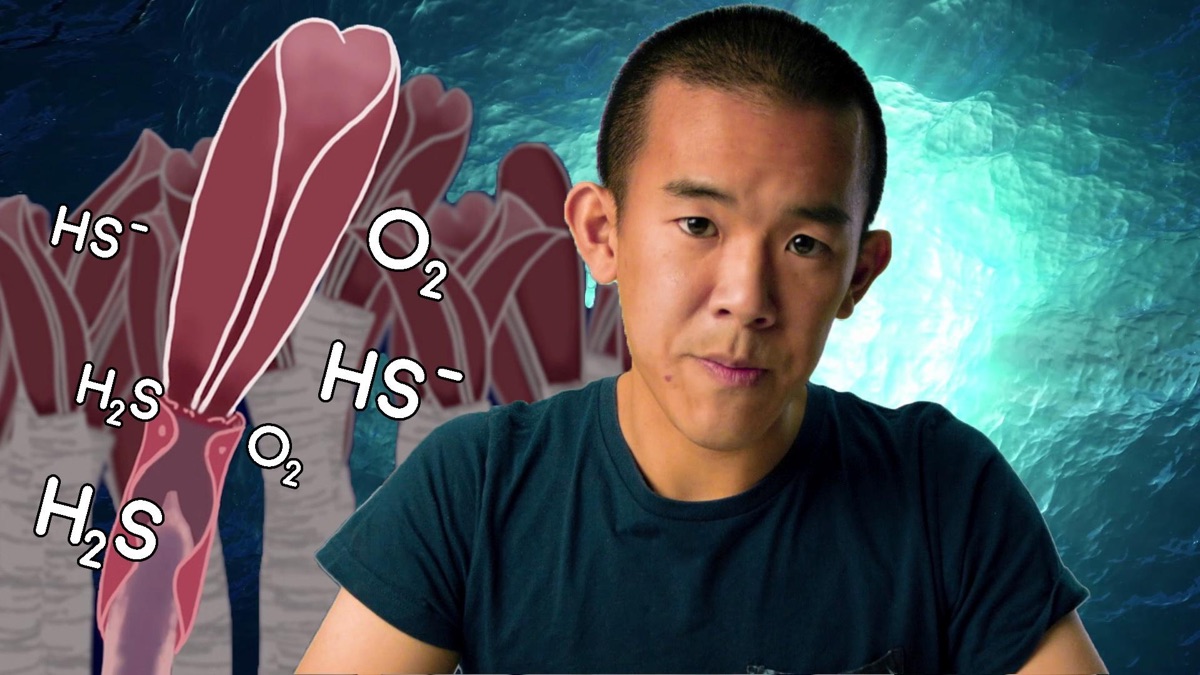 Gutless Wonders: The Secrets of Giant Sea Worms - I Contain Multitudes ...