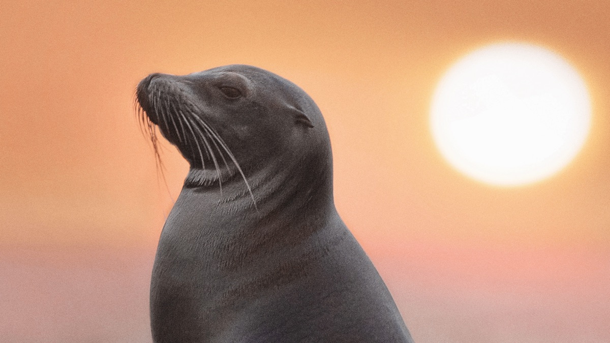 ‎Sea Lions of the Galapagos - Apple TV