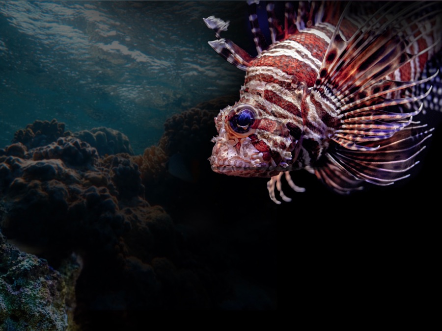 Fish Life - Apple TV