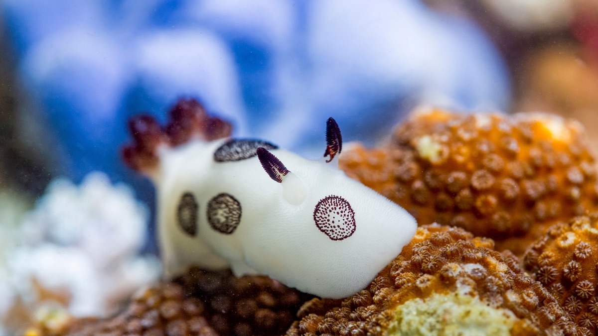 ‎Beneath the Waves - Planet Earth: Asia (Season 1, Episode 1) - Apple TV