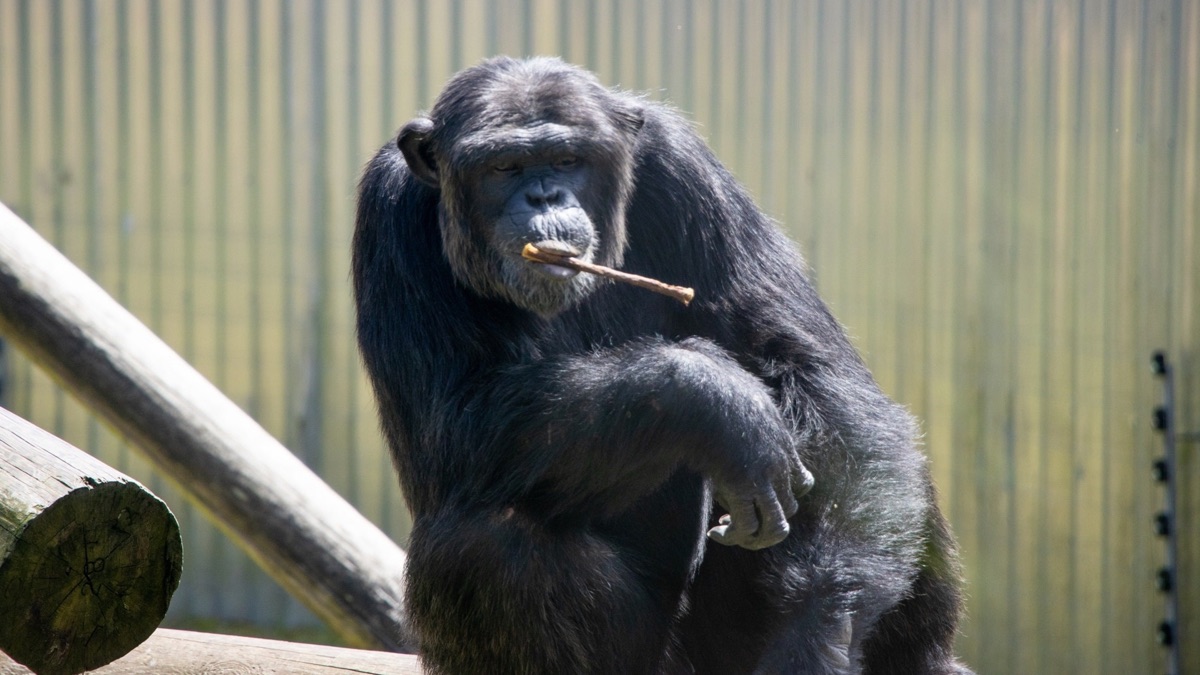 Episode 7 - Monkey Life (Season 14, Episode 7) - Apple TV