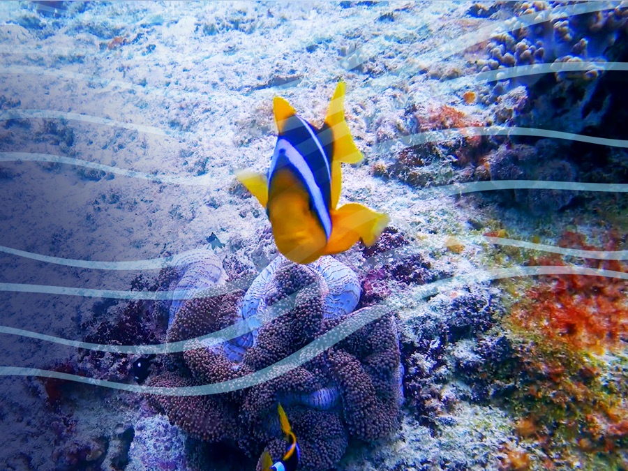 Scuba Sam's World - Apple TV