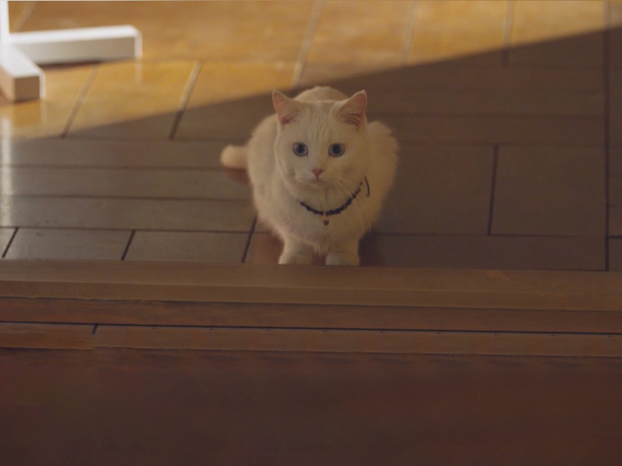 Meow the secret boy - Apple TV