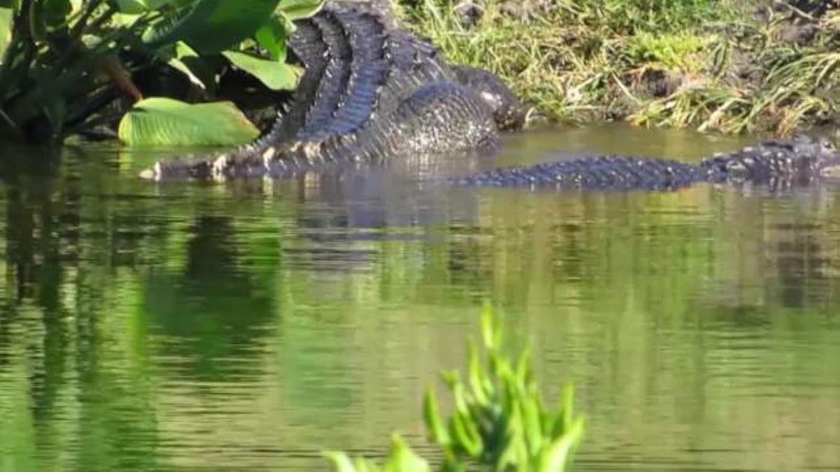 Discover Alligators in the USA - Hooray Hippo (Season 2, Episode 4 ...