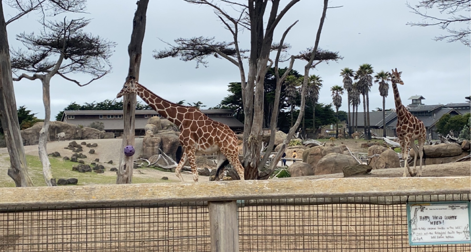 San Francisco Zoo Logo