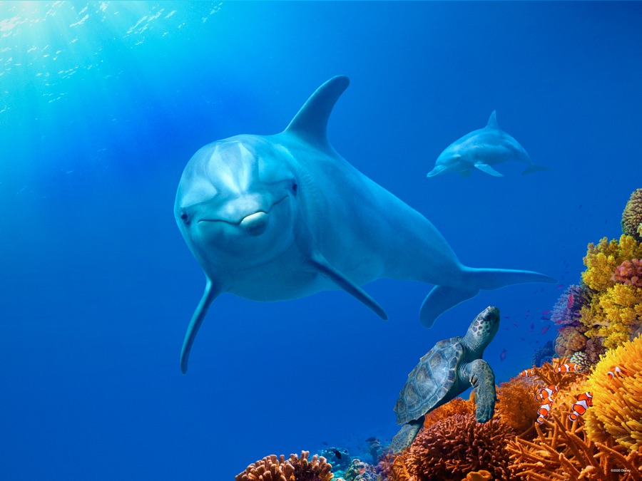 Dolphin Reef - Apple TV
