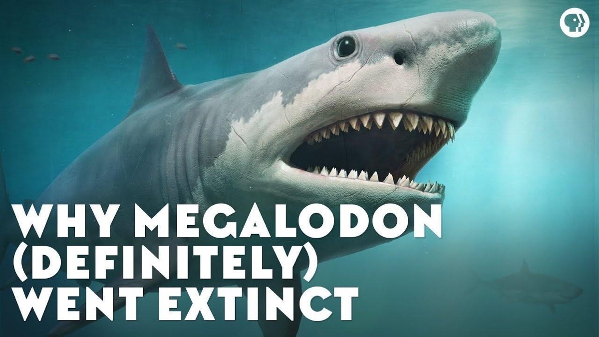 Why Megalodon Went Extinct - Eons (Season 2, Episode 7) - Apple TV