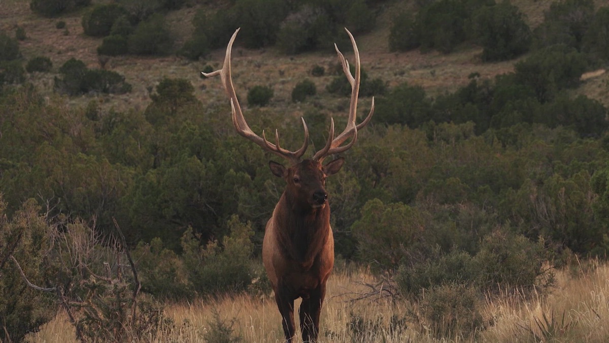 Celebrating a Decade of Pure Hunting – Pure Hunting (Season 10, Episode ...