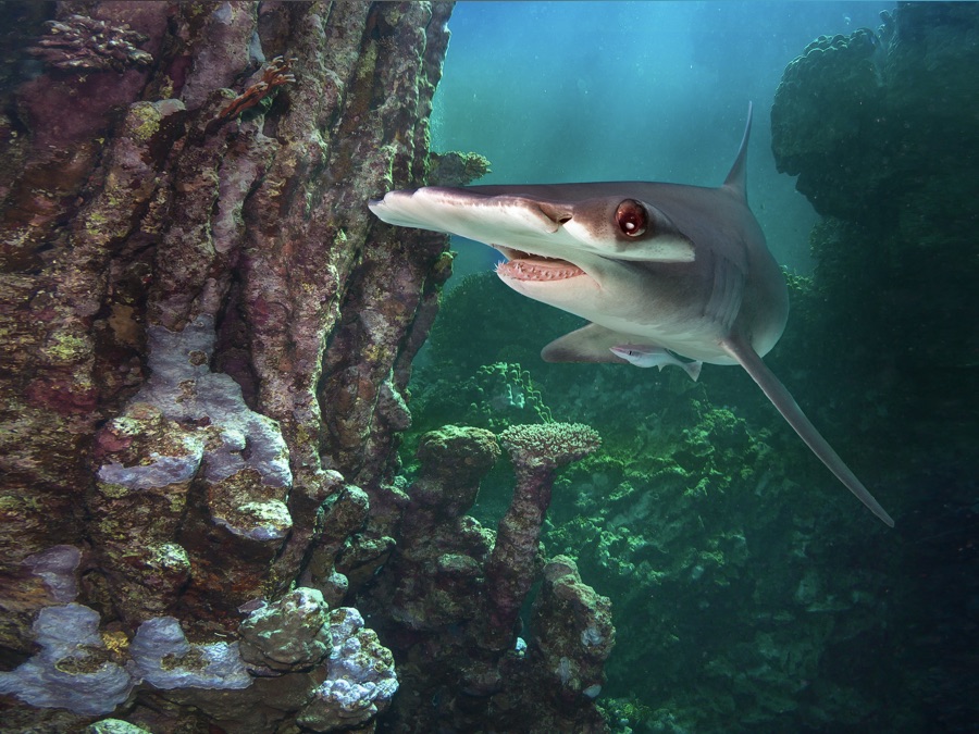 World's Biggest Hammerhead? | Apple TV