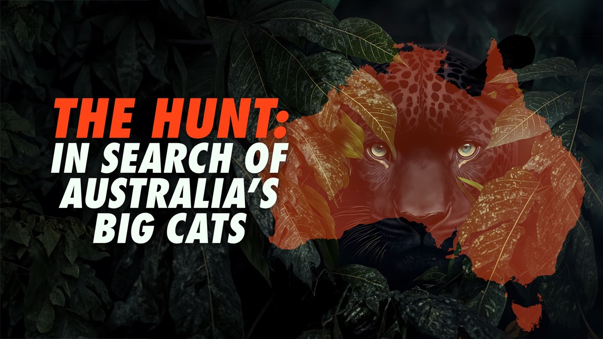 ‎The Hunt: In Search of Australia’s Big Cats - Apple TV