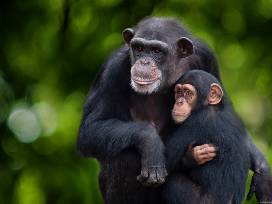 Conociendo a los chimpancés - Apple TV (PA)